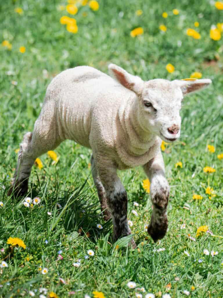 ️ 15 animals in the Bible that teach us lessons (and what we should ...