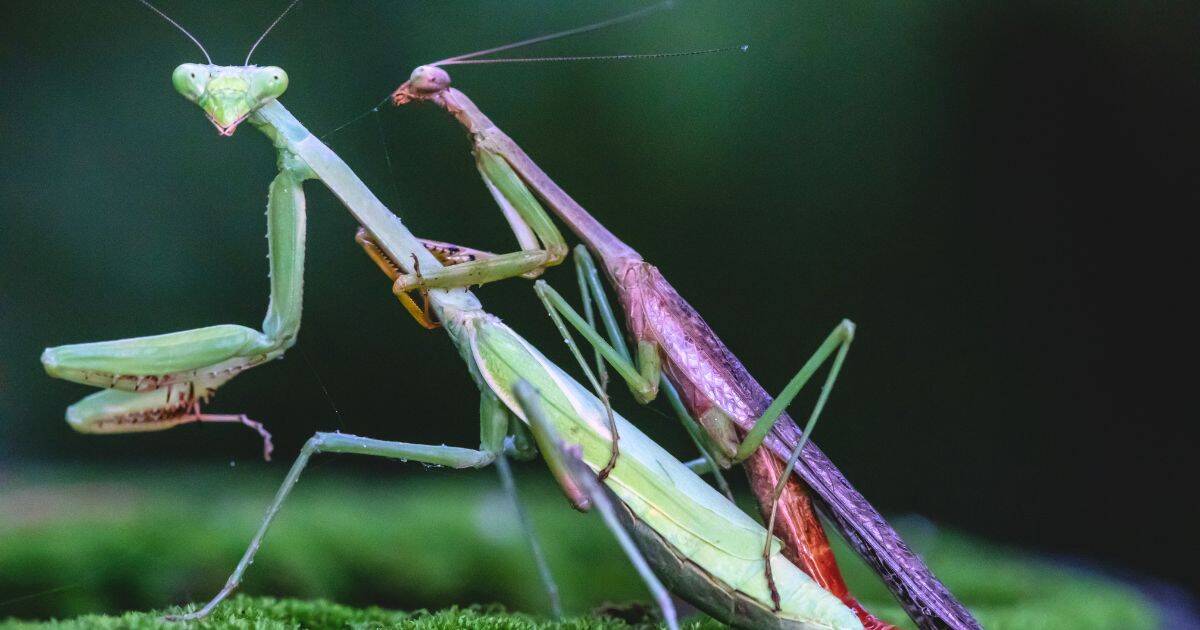 These 15 strangest animal mating rituals will leave you speechless (the ...