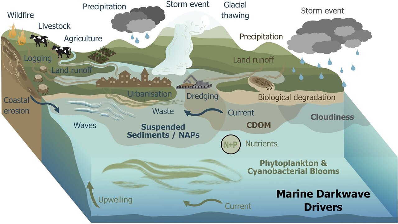 Impact of darkwaves on marine ecosystems revealed