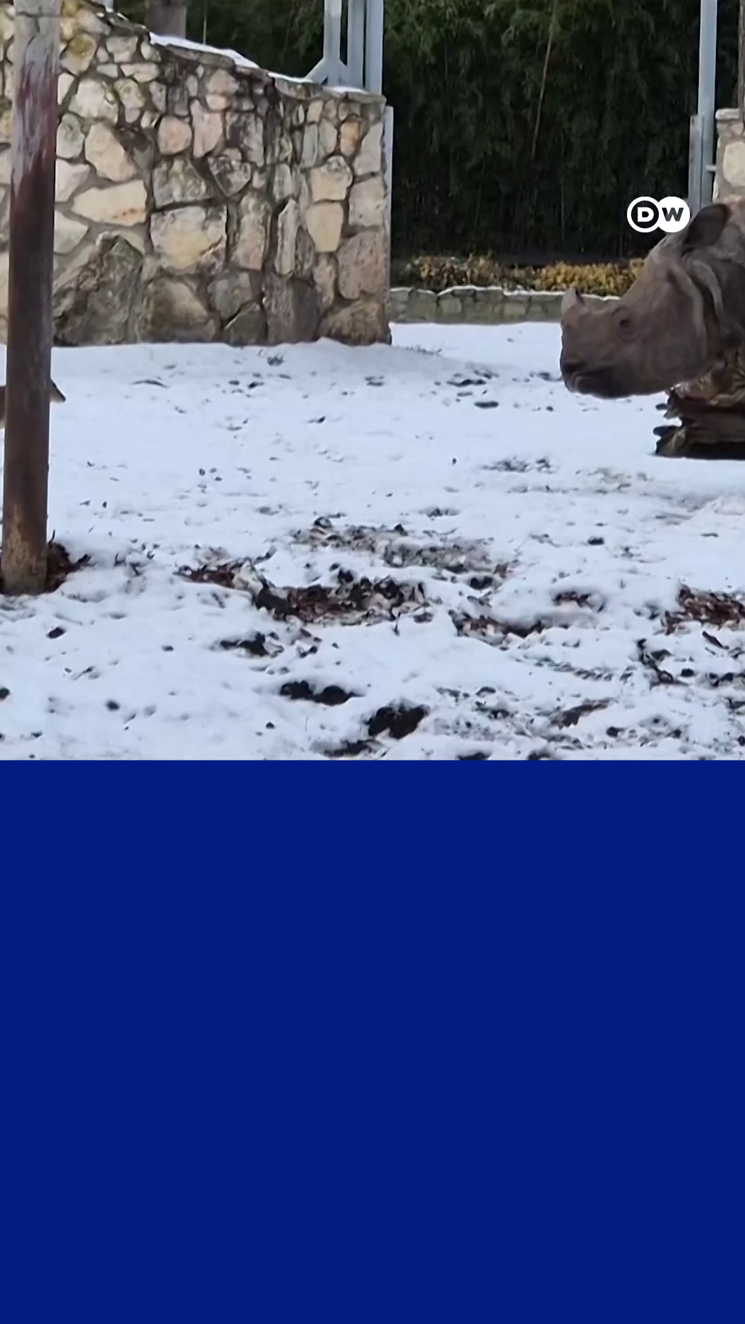 Muntjac deer scares off colossal Indian rhino