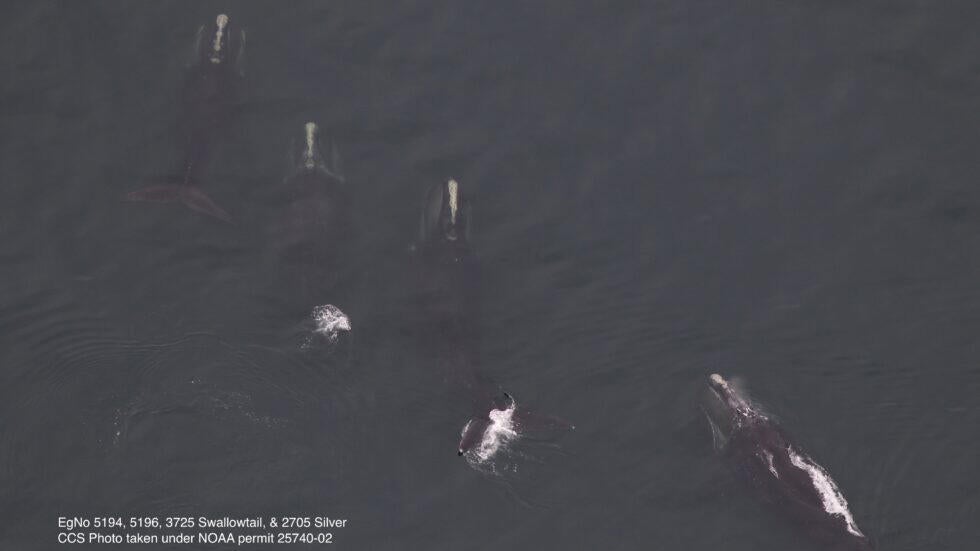 Record sighting: 33 critically endangered whales seen in Cape Cod Bay