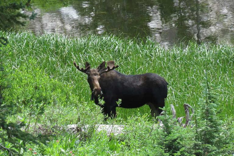Maine’s moose isn’t just a symbol—it’s a warning and a success story