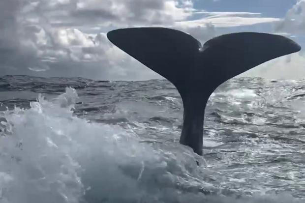 Dramatic moment rowing team comes face-to-face with whales