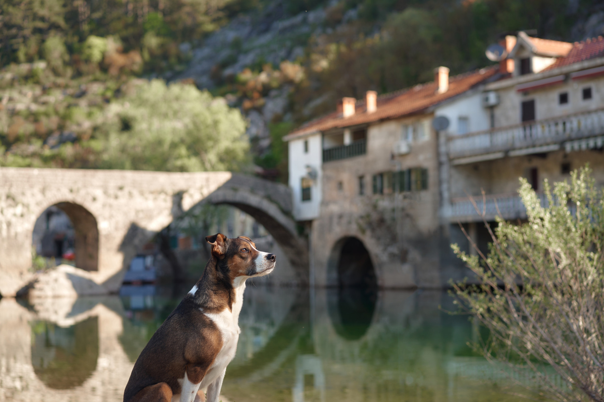 The strangest medieval pet advice