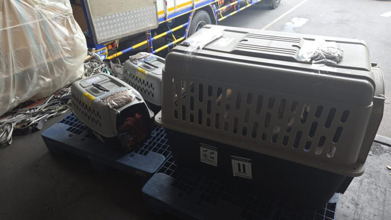 Bringing pets to Thailand: What I learned the hard way