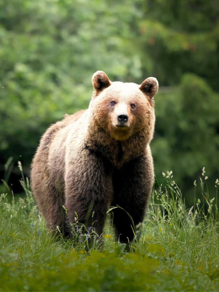 25 Native American animals and their meanings that will unlock the ...