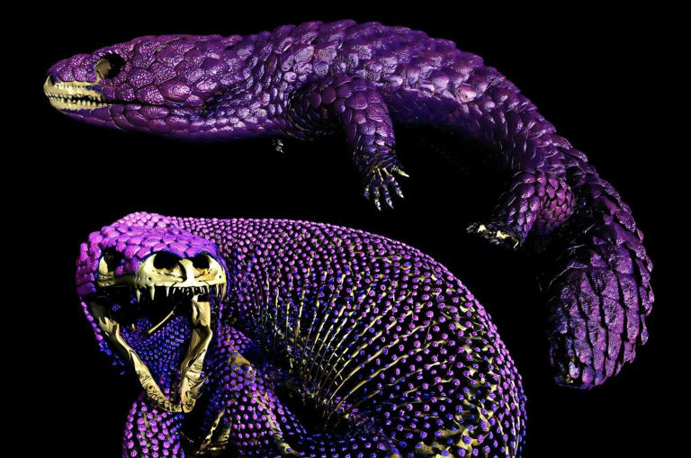 A centuries-old debate on how reptiles keep evolving skin bones is ...