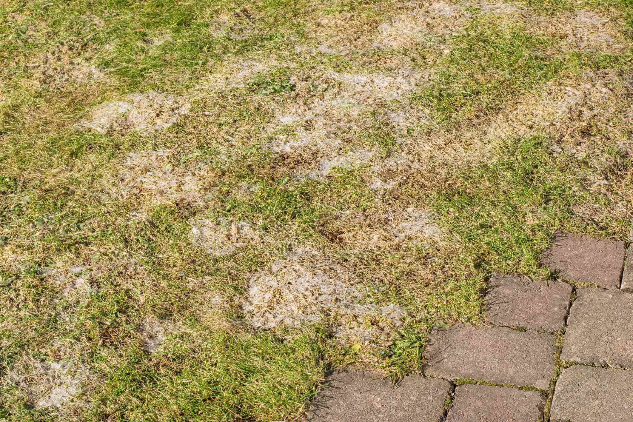 Wait, does snow kill your grass? Here’s what actually causes winter ...