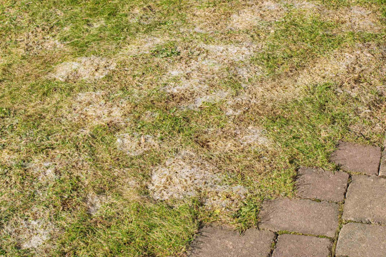 Wait, does snow kill your grass? Here’s what actually causes winter ...