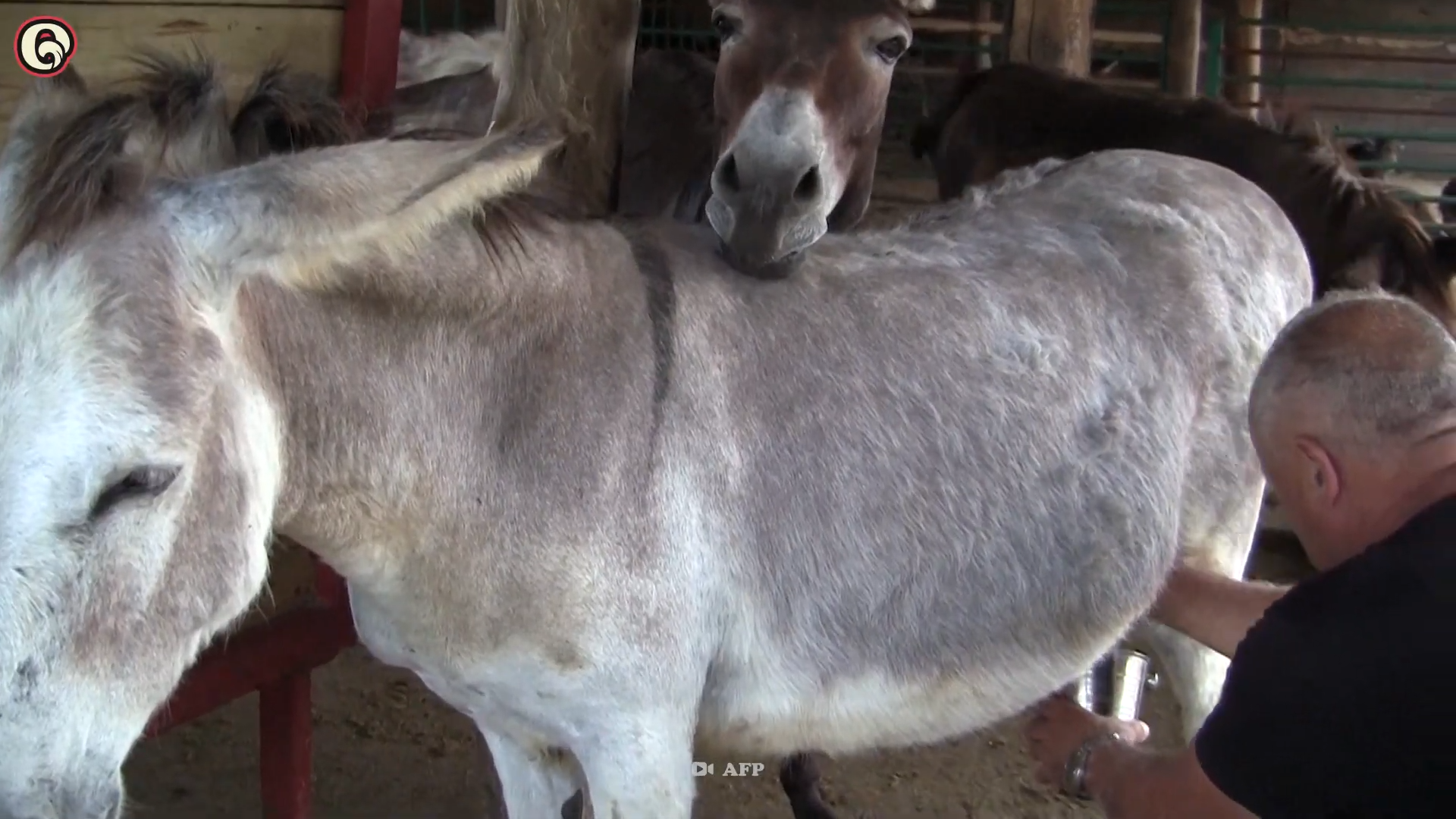 Why donkey cheese is the most expensive in the world