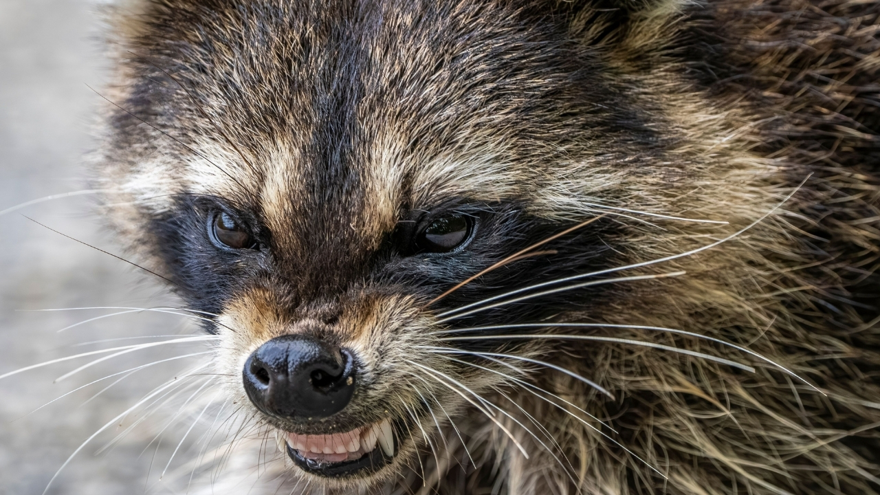 16 backyard animals that can turn a 'cute' moment into a bad bite