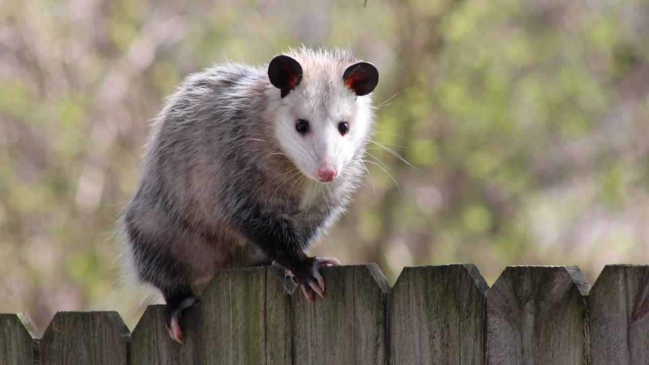 16 backyard animals that can turn a 'cute' moment into a bad bite