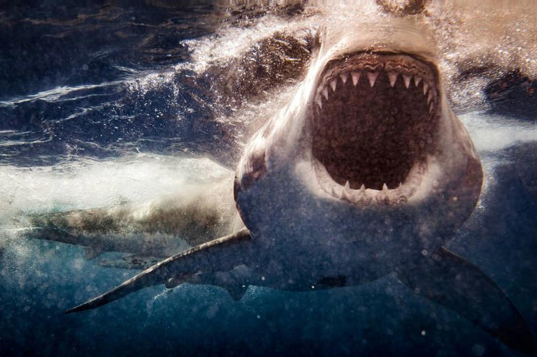 Mom bitten in half by 20-foot great white shark as children watched in ...