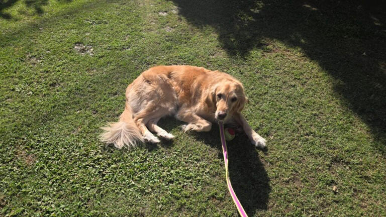 Bringing pets to Thailand: What I learned the hard way