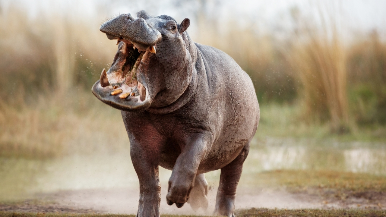 The animals most likely to charge when you think they’re calm