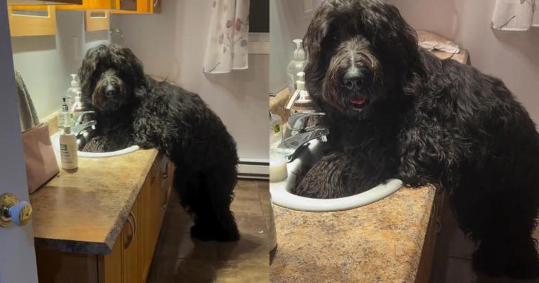 Dog unapologetically takes over mom's sink in funny video