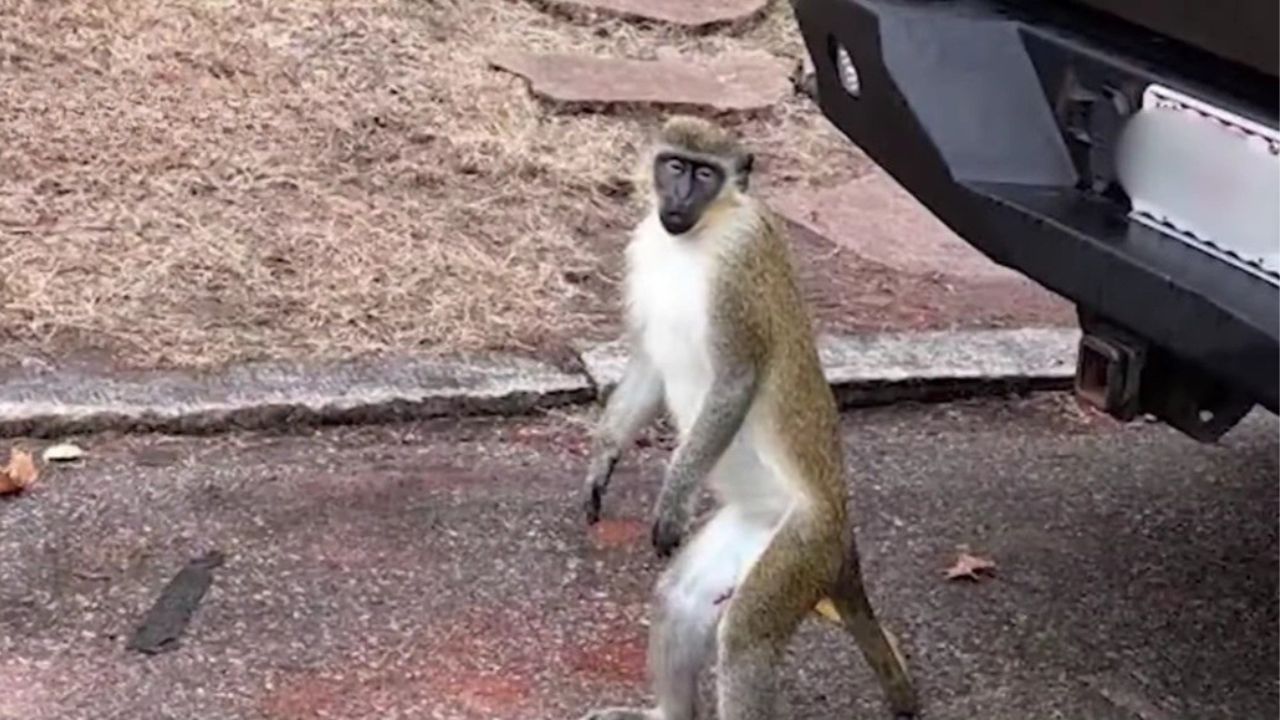 Mystery surrounds loose gang of monkeys in St. Louis as officials say ...
