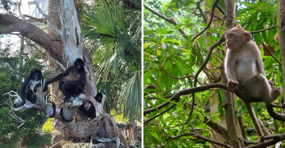 3 best places in Florida to see wild monkeys