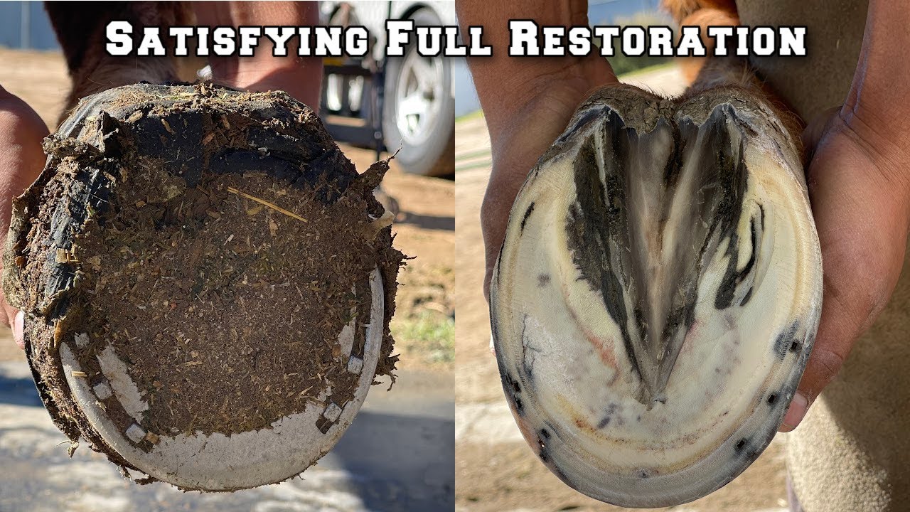 Hoof restoration start to finish – farrier ASMR | Satisfying process