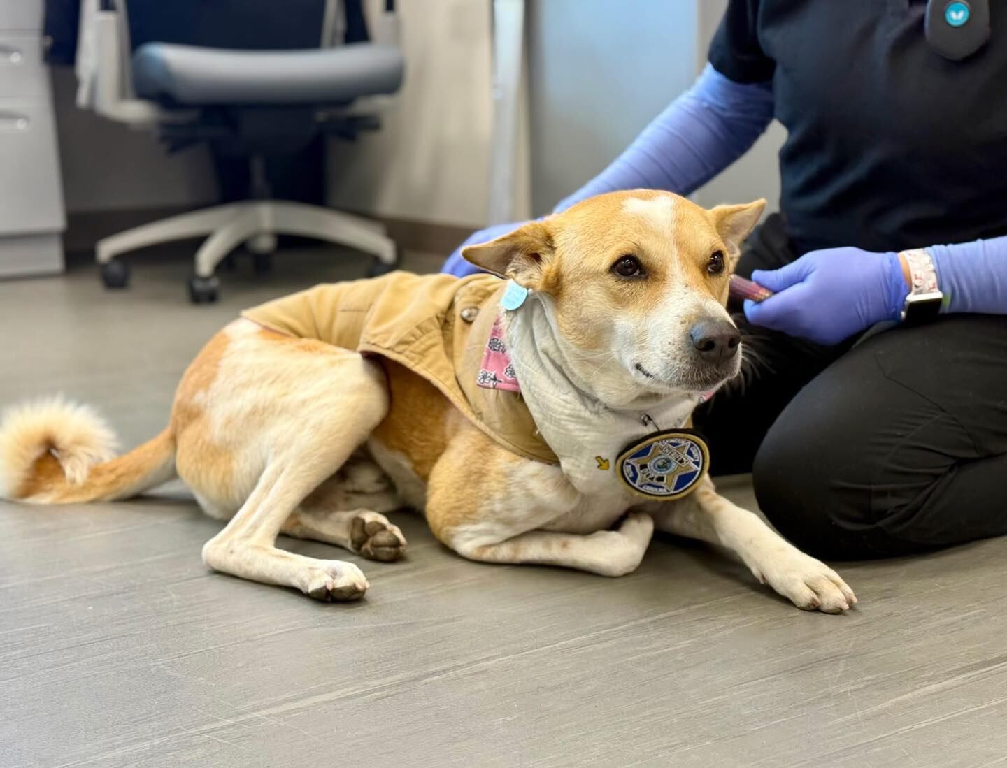 Aloka the peace dog to reunite with Buddhist monks following surgery in SC