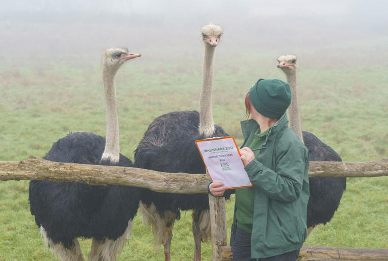 New arrivals at Whipsnade Zoo included in this year's annual stocktake