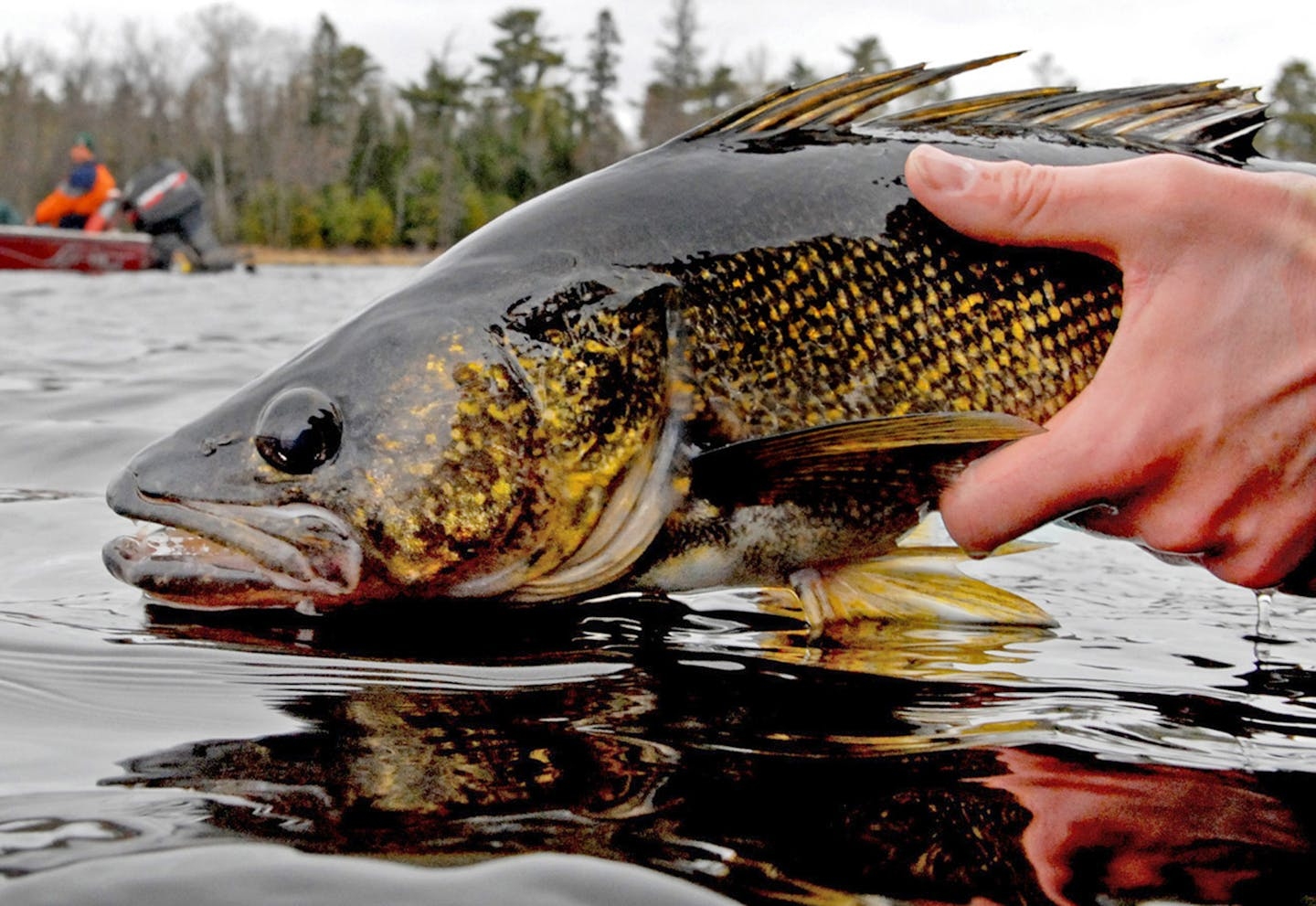 DNR seeks input on proposal to cut walleye limit to four