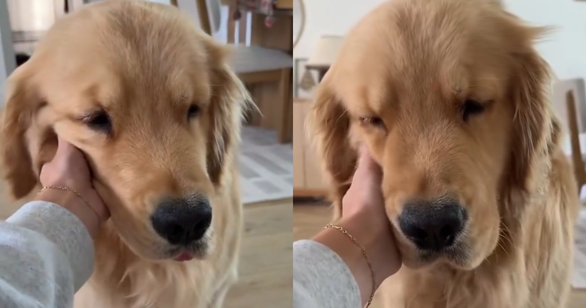 Video: Golden retriever is 'mushiest baby' after nap