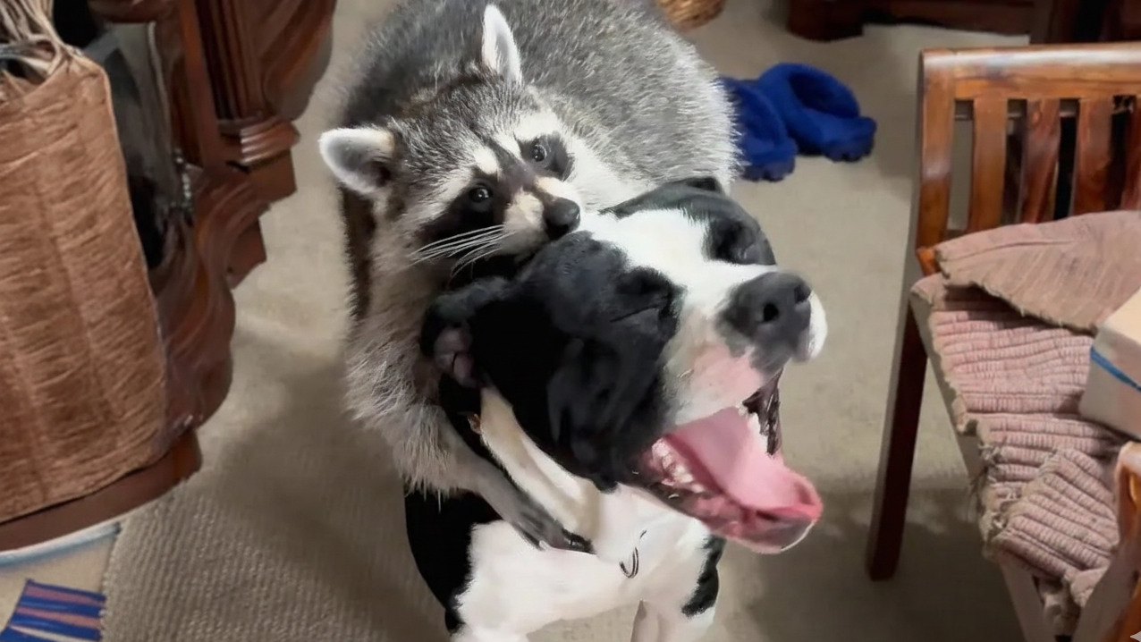 Baby raccoon was terrified - now he wrestles his pittie brother daily