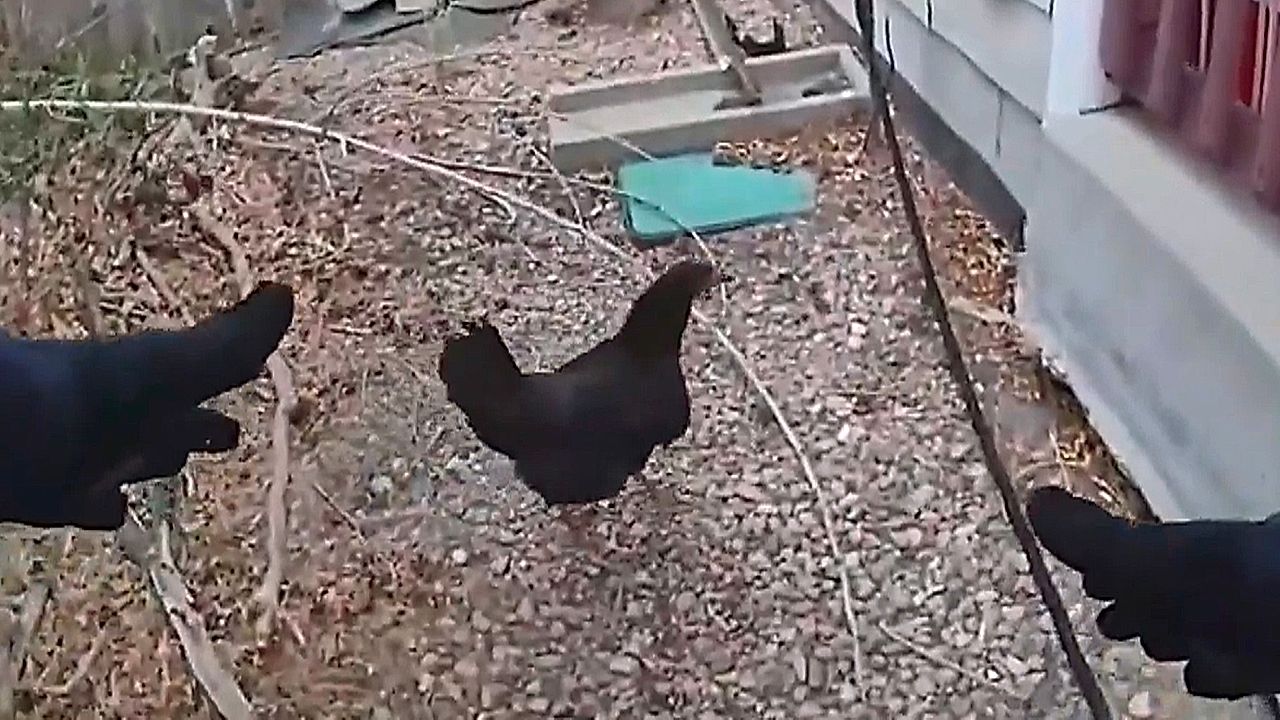 Deputy captures lost chickens wandering through Colorado neighborhood