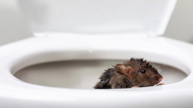 Heavy rain in your area lately? You might want to check your toilet ...