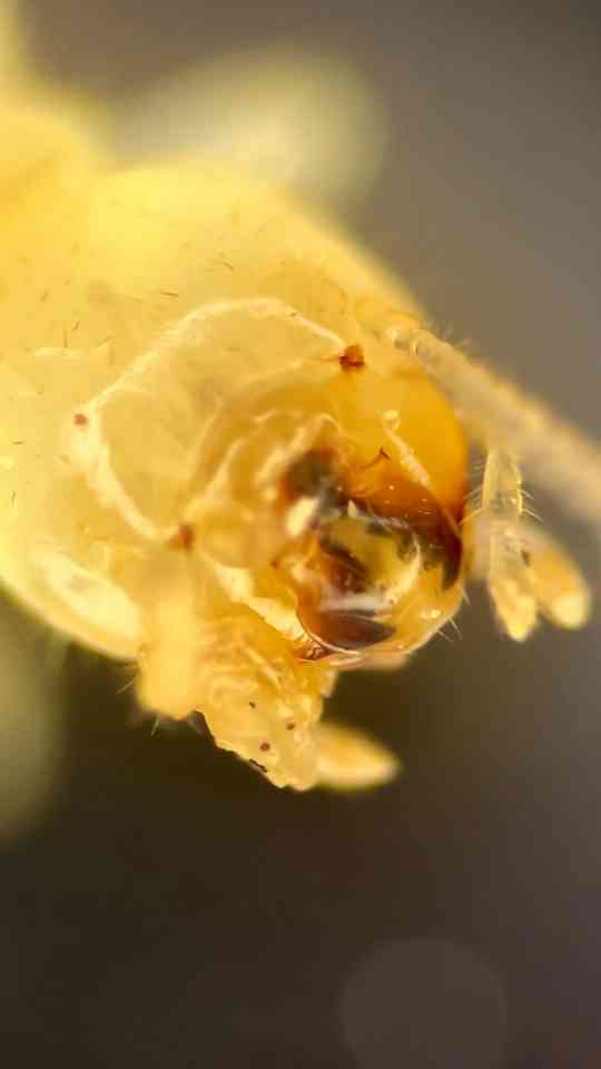 Termites under microscope