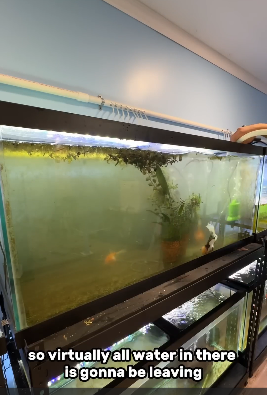 Why I don’t change the water in my fish tank first