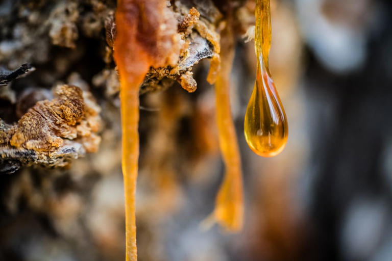 112-million-year-old insects trapped in amber offer rare glimpse into ...