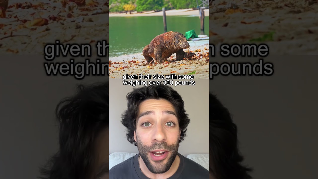 What to do when facing a Komodo dragon attack in the wild