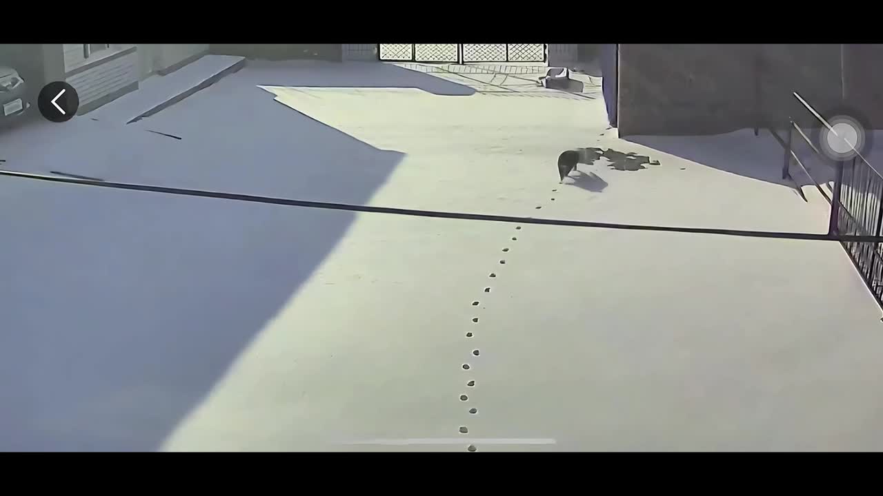 Purr-fectionist cat insists on stepping in its own paw prints in snow