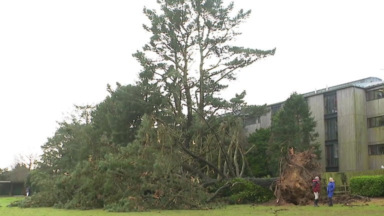 Graves disturbed after Storm Goretti uproots trees