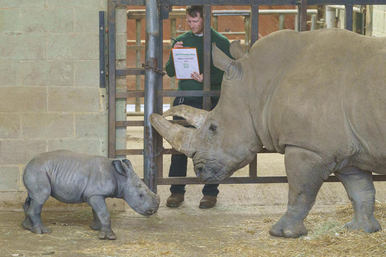 New arrivals at Whipsnade Zoo included in this year's annual stocktake