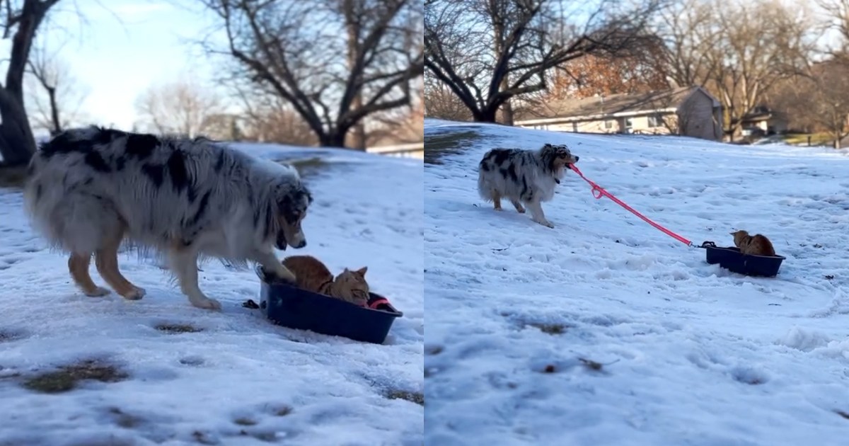 Video: Dog takes cat sibling sledding in his litter box