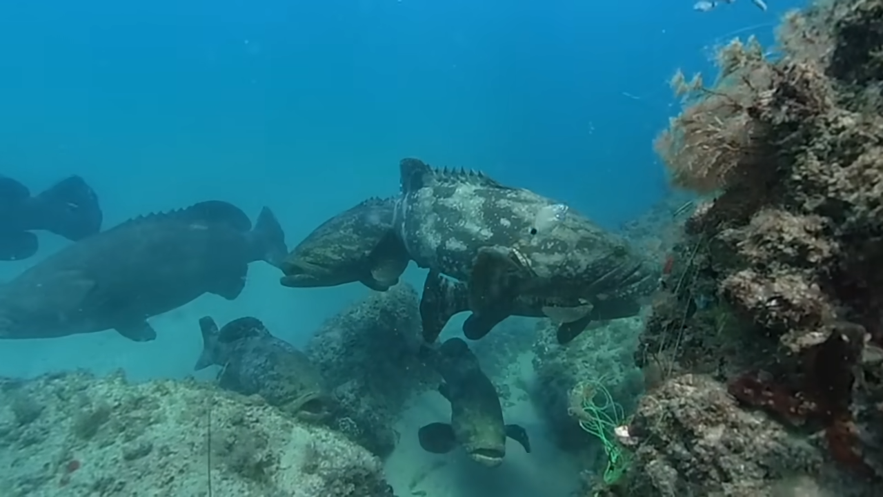 You walk over this every day – life beneath a Florida pier