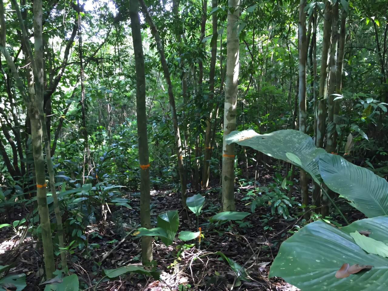 Recovering tropical forests grow back nearly twice as fast with nitrogen