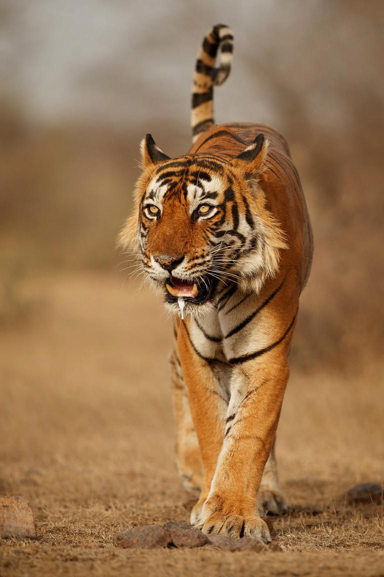 9 tiger safaris in India you can book for February long weekend