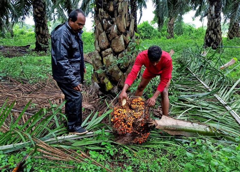 India's palm oil imports drop to 8-month low as refiners shift to rival ...