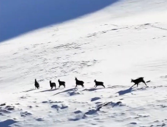 Munzur’un beyaz zirvesinde şamualar görüntülendi