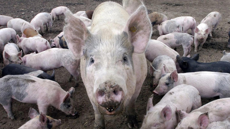 Ohio limits controversial gestational crates after 15-year wait