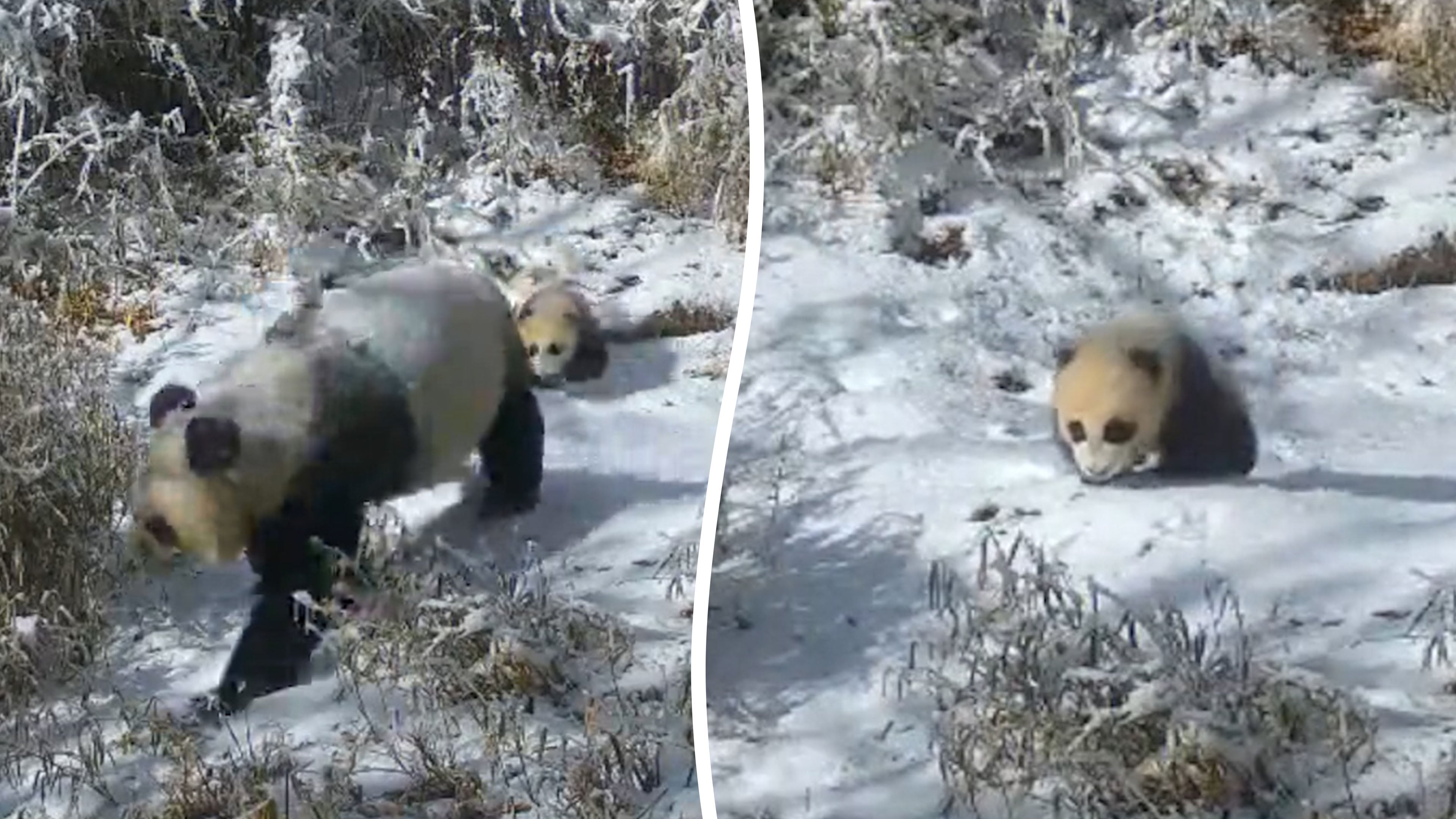 Adorable panda cub struggles to keep up with mother during stroll in ...