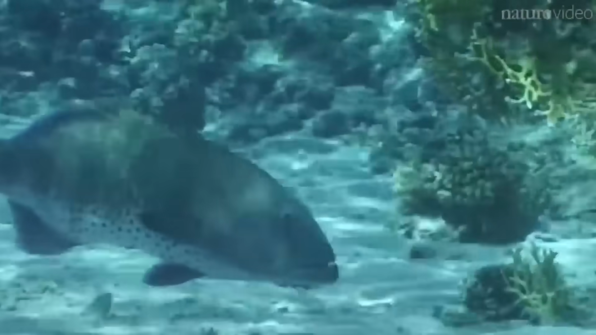 Why some animals are stronger together than alone