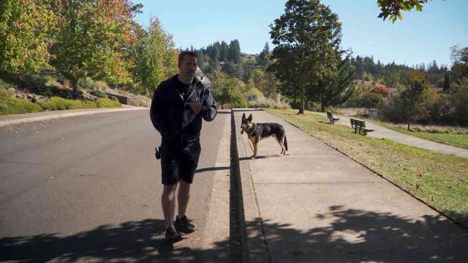 What actually stops dogs from running into traffic