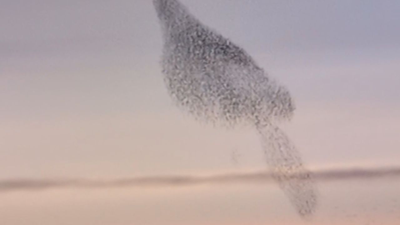 Starlings move like years of practice finally unleashed across the sky