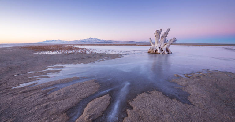 Utah scientists discover brand-new species in Great Salt Lake—only 3 ...