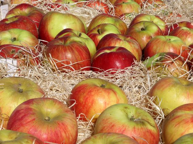 Die größten Irrtümer rund um Äpfel – Faktencheck zum Lieblingsobst